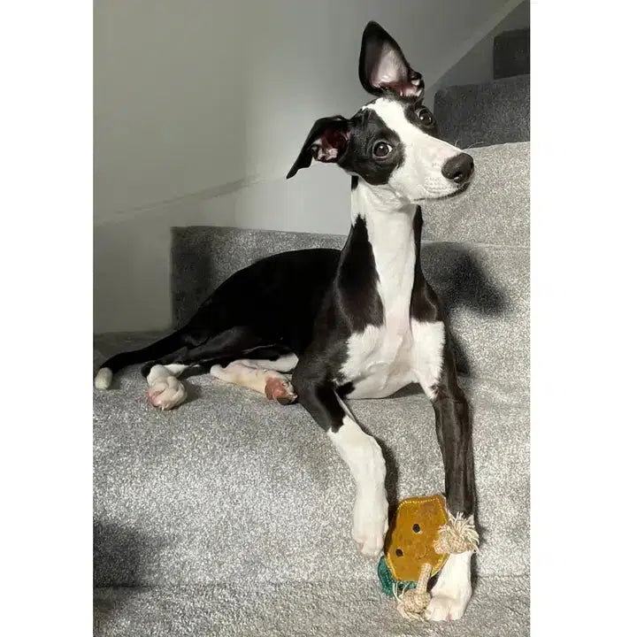 Green & Wilds | Eco Dog Toy - Libby the Lemon – Love My Hound